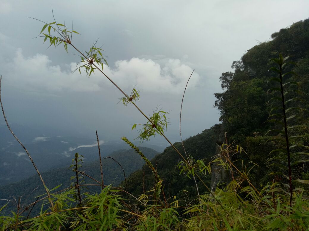 Cara saya ke Gunung Chabang - Nothing to Somethings