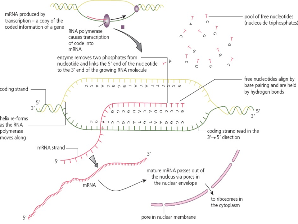 Grade 12: SEMESTER 2 - Chapter 1 - NUCLEIC ACIDS & PROTEIN SYNTHESIS