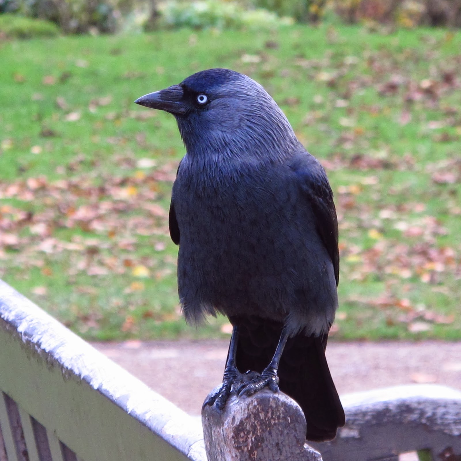 The Rattling Crow: The scary bright eyes of the Jackdaw