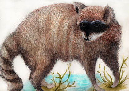 Mapache rojo - alejandra romano calvillo