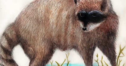 Mapache rojo - alejandra romano calvillo