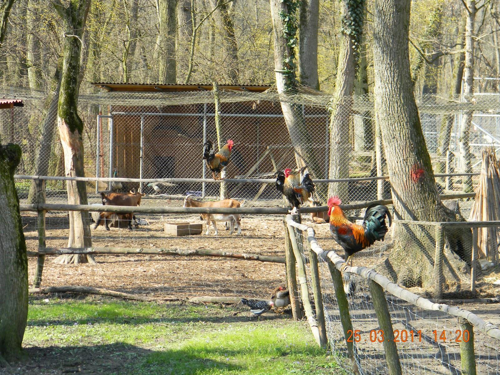 Trip-ideas: Gradina Zoologica din Timisoara