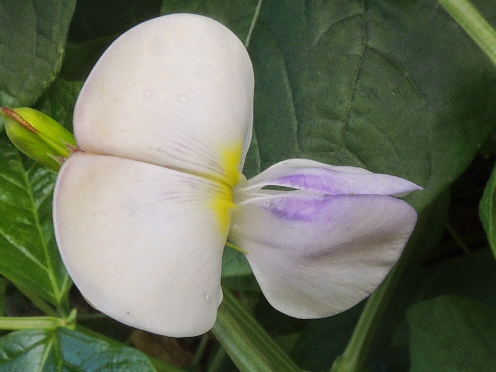 Fabaceae - Leguminosae no Brasil: Fabaceae - Vigna unguiculata (L ...