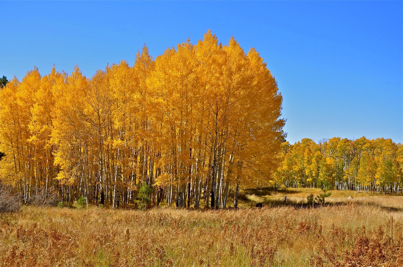 Finding Arizona: Beautiful Hart Prairie