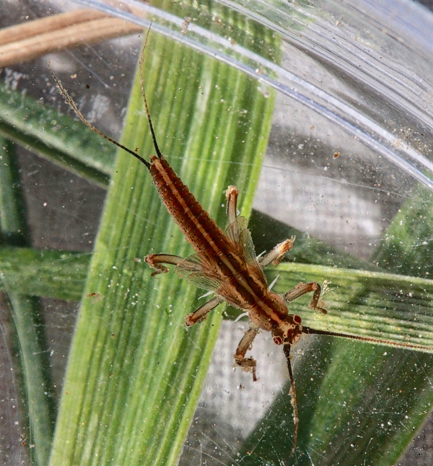 Aquatic Insects of Central Virginia: 2017