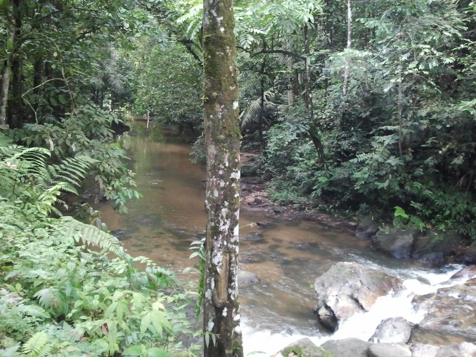 It's All About Aquascaping!: Java moss - Taxiphyllum barbieri ...