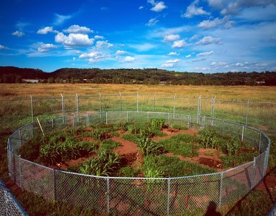 ARTEDUC 252: Assignment One: Mel Chin