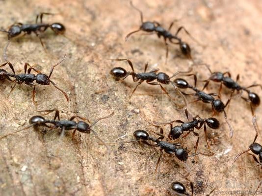 चींटी भगाने के आसान उपाय – How to Keep Ants Away | हिन्दी मेन - Hindi.Men