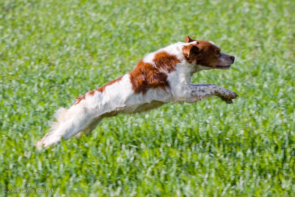 dog side stories: Epagneul Breton (Επανιέλ Μπρετόν)