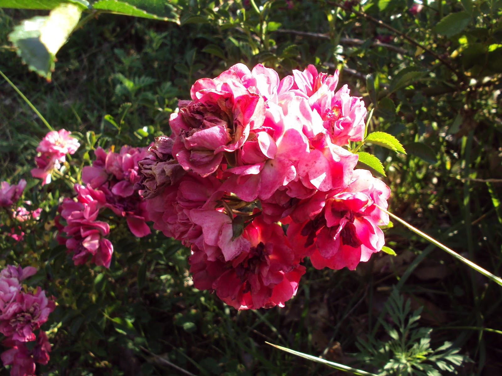 Missouri Survival: The Multiflora Rose