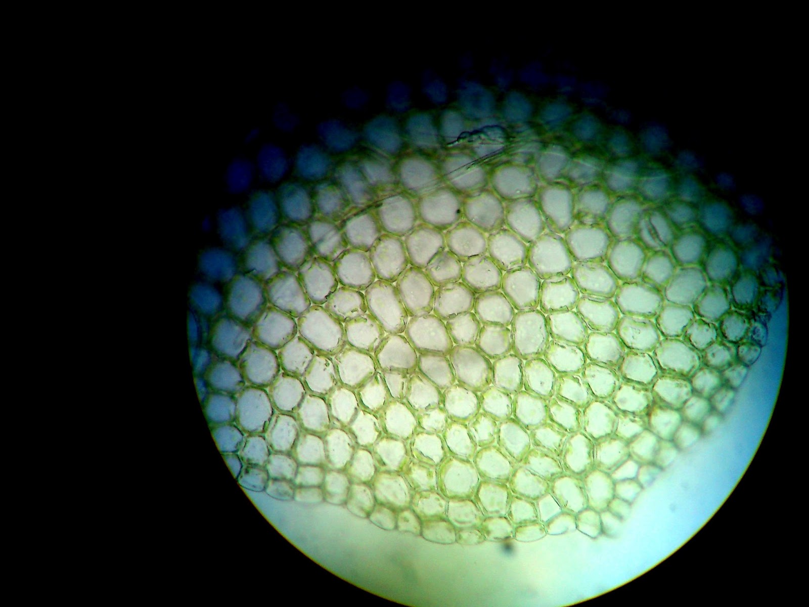 Taller Complementario Bio-arte: LAS PLANTAS EN EL MICROSCOPIO