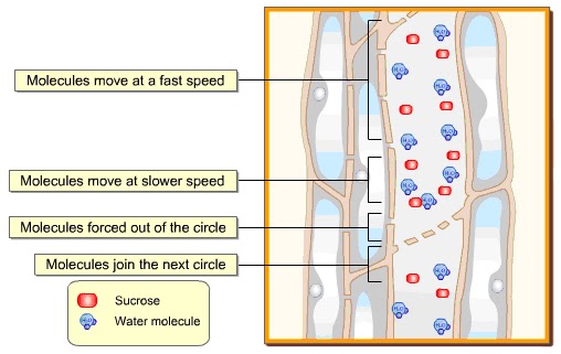 Cytoplasmic Streaming