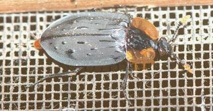 The Nature of Robertson: A Carrion Beetle comes to my front light, and ...