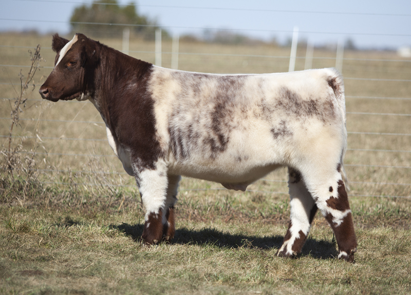 RCC Blog: Rodgers Cattle Co 2012 Sale List