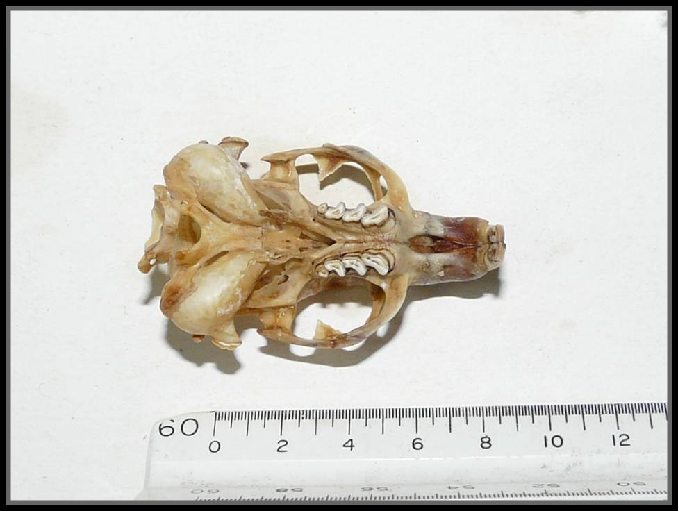 Beszamel i spółka bez ograniczeń: Tukotuko z pozostałych krajów Ameryki ...