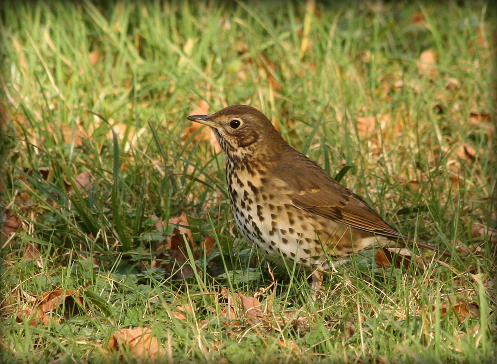 A life at the shoreline. .. by Jeff Copner : Curragh Chase forest park