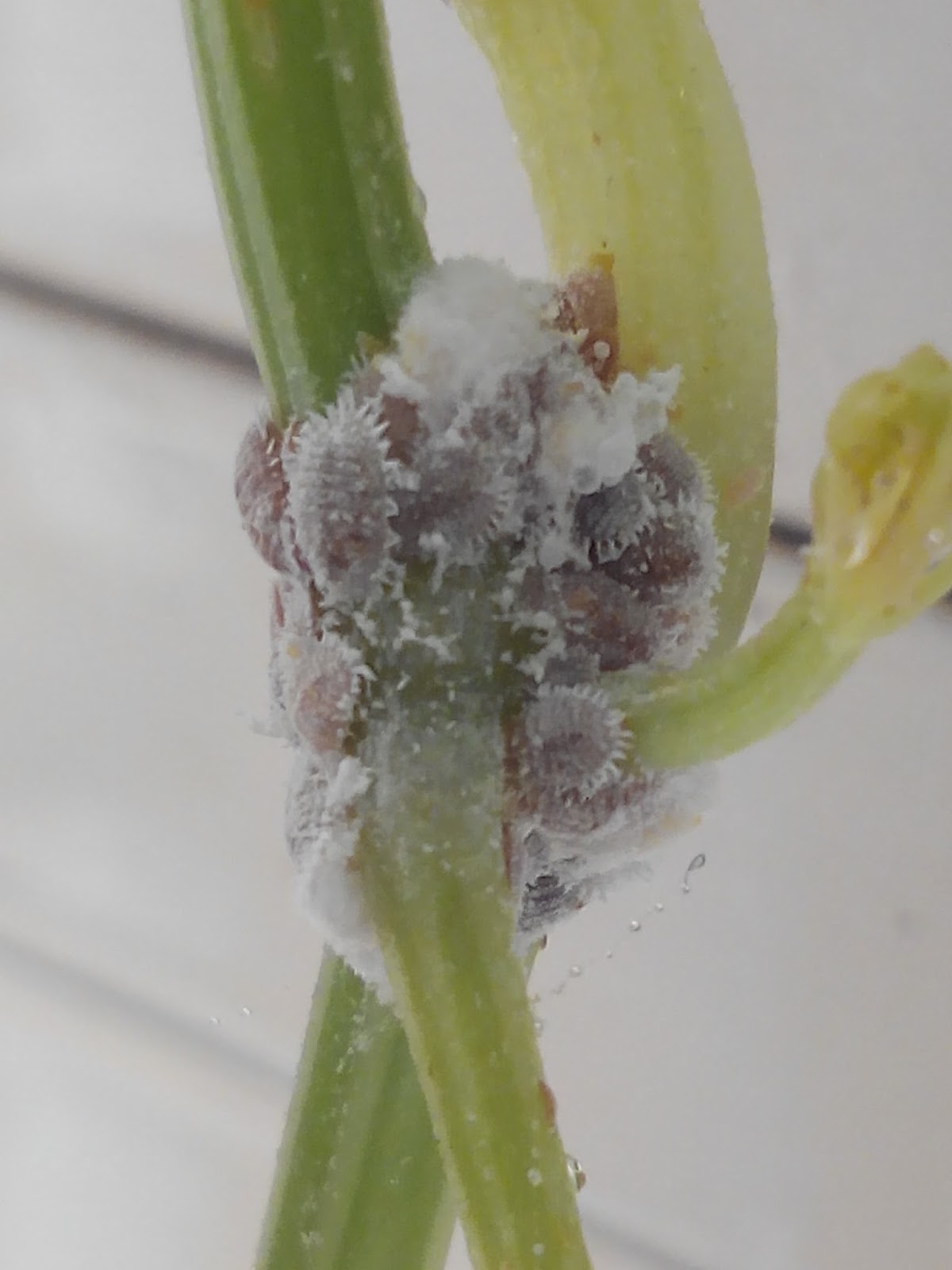 Planococcus citri; Cotonet