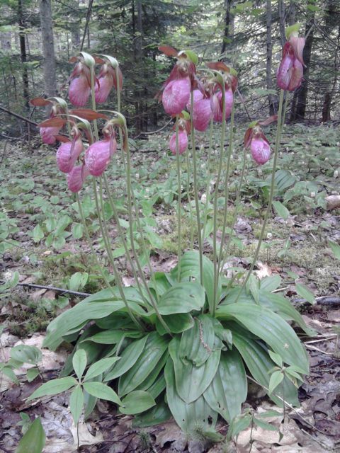 Canoe Corner: Native Plants of PEI