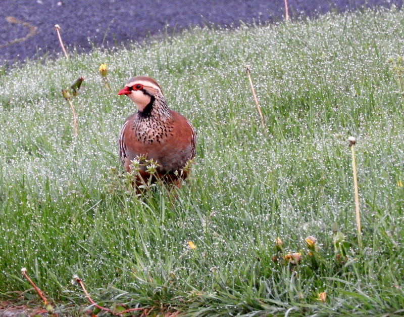 birdingexmouth: Pale Pinion and Today's Birds