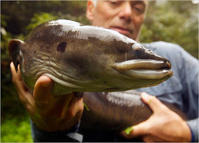 Monstruos de rio: Anguila Aleta Larga