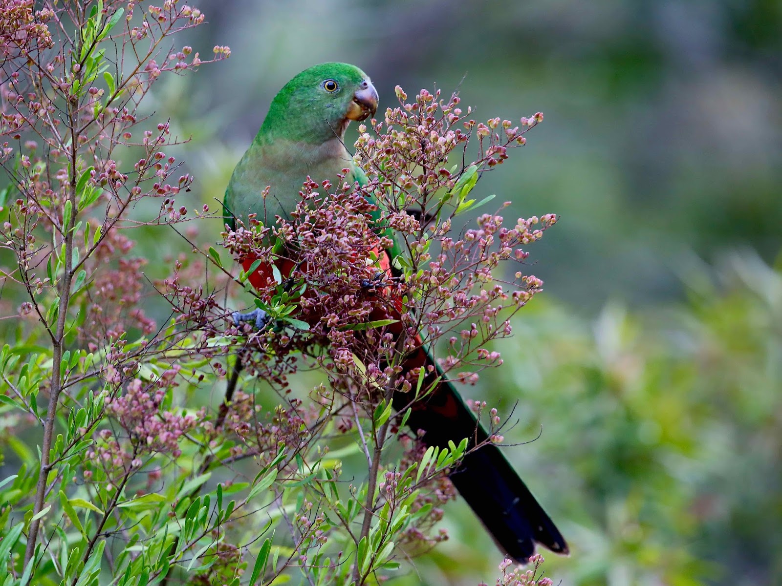 Avithera: Australian King-Parrot