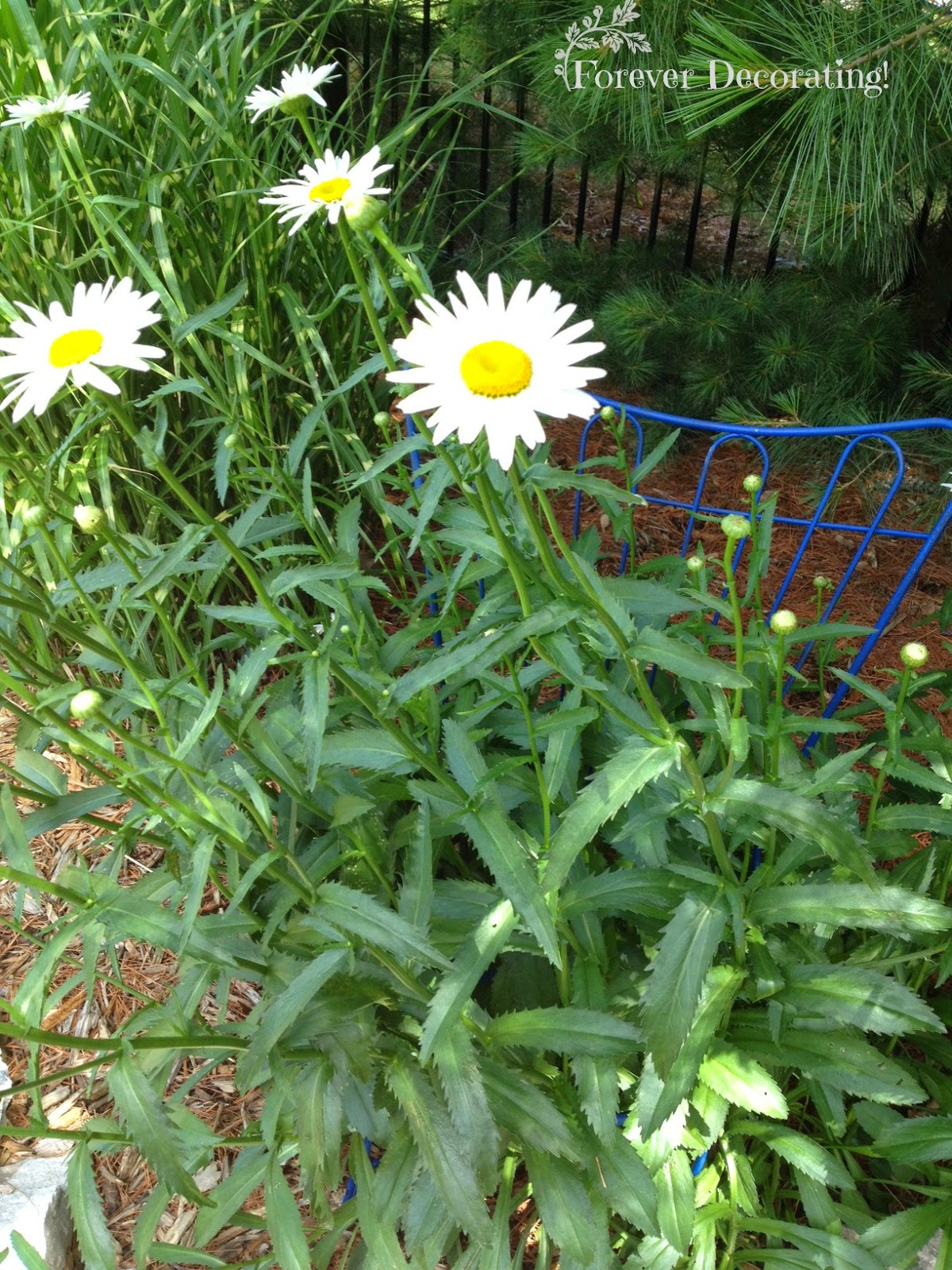 Forever Decorating!: Glimpse of my patio and yard