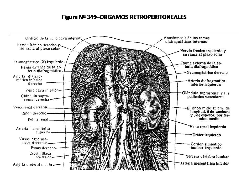 ATLAS DE ANATOMÍA HUMANA: 349. ÓRGANOS RETROPERITONEALES.