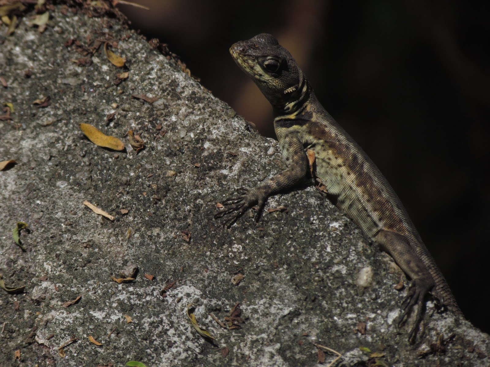 O Blog do Bruno Chaves: Calango (Tropidurus torquatus)