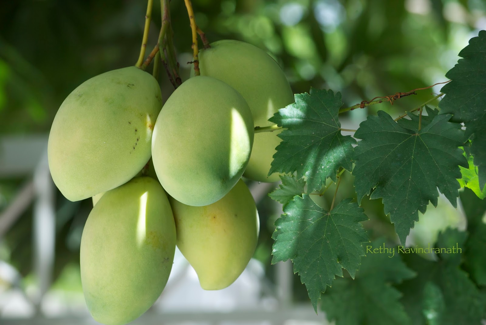 Cambodian mango in great demand by Thai fruit processors ~ Read All Time