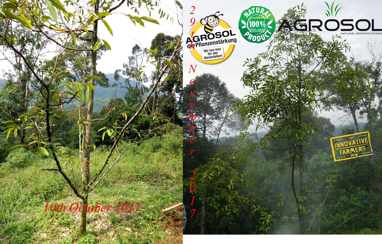 Experimental Farming: Durian Trees Challenge, Rhizoctonia Solani ...