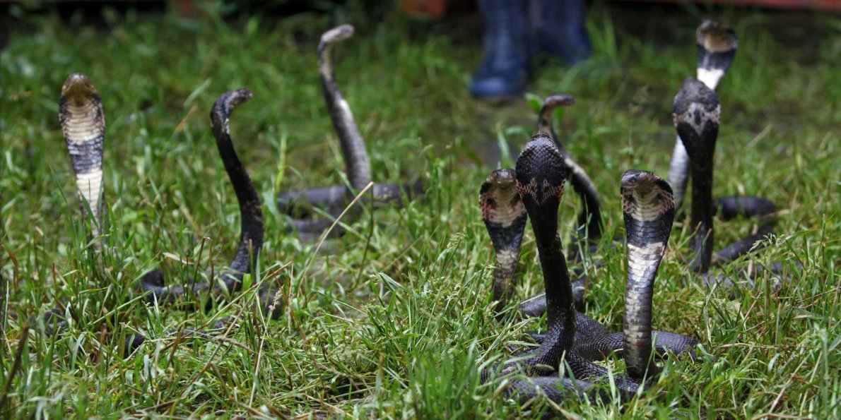 Snake farming and its Benefits - EXPRESSTZ.COM