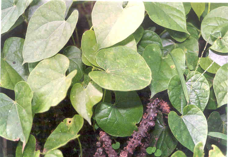 JAMU GODOG KENDHIL KENCANA: Jamu Gendong 8 - Jamu Pahitan (Paitan)