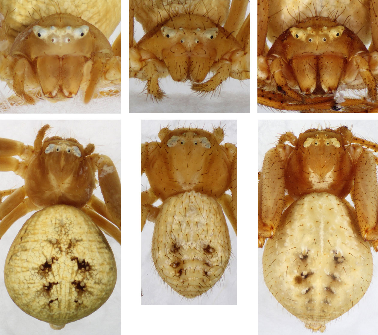 Mystery of the Misumena fidelis Crab Spider