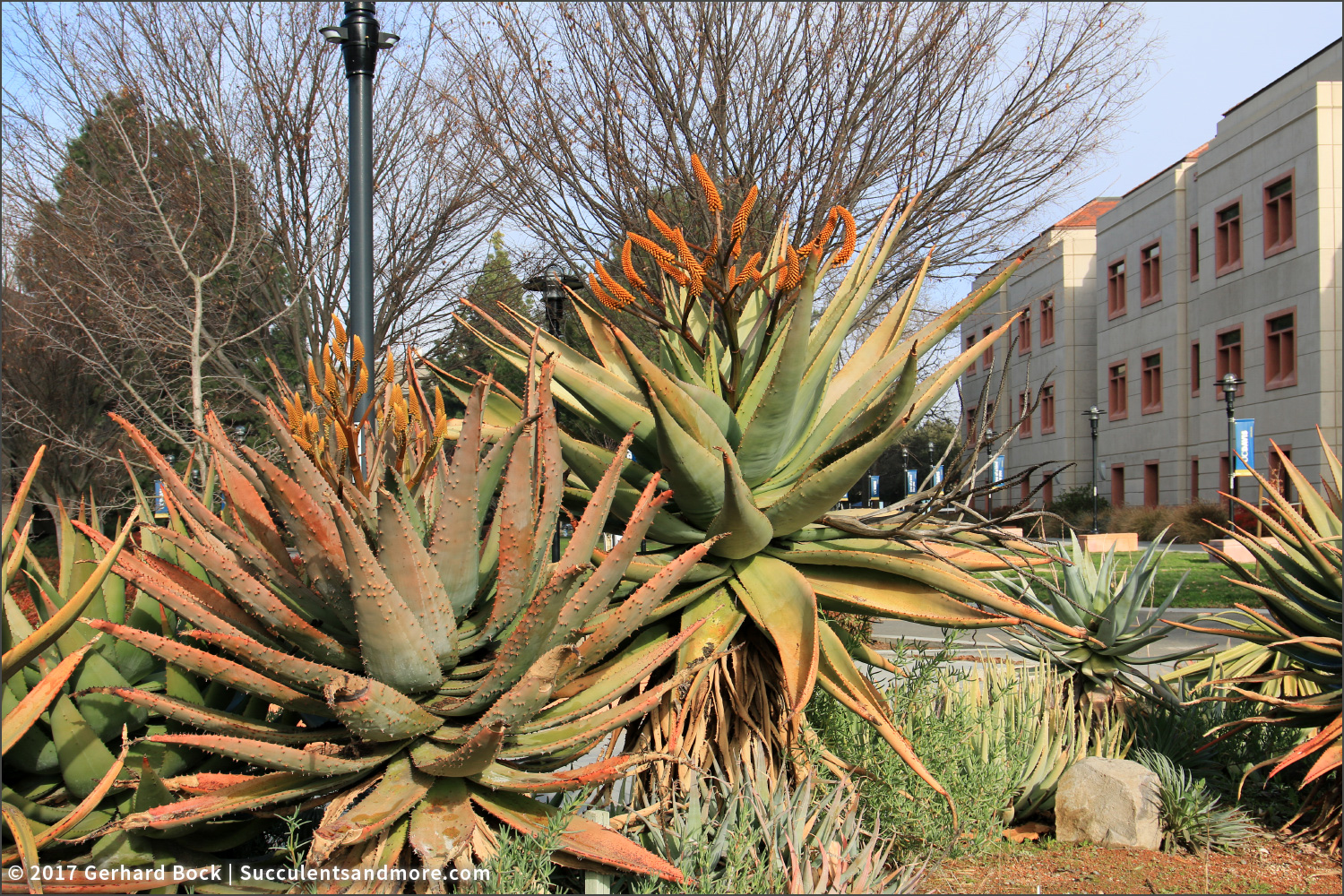 First 2017 await at the aloes at UC Davis