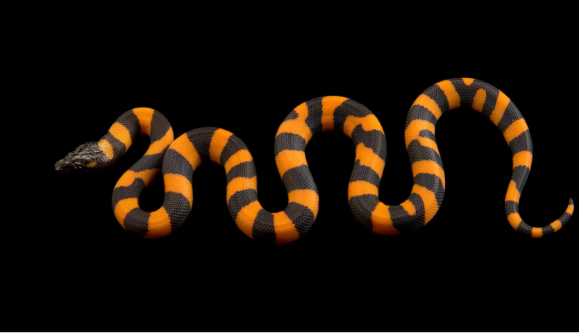 BIBOCA AMBIENTAL : COBRAS - COLORIDAS E BELAS