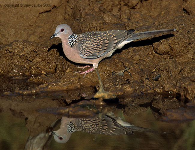 Journey of Joy: Photographing Birds in India.
