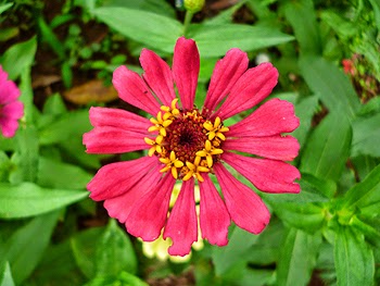 Zinnia Flowers- Seeniya | SL Flora
