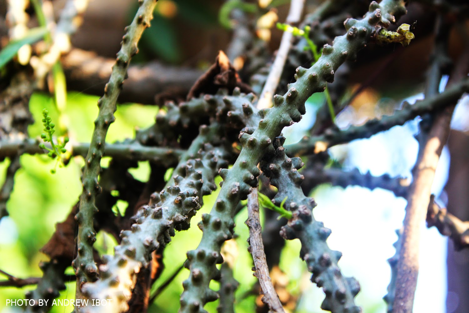 Ako si ANDREW IBOT!: Makabuhay (Tinospora rumphii Boerl)