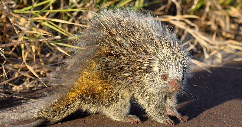 Argentina nativa: Coendú chico (Coendou spinosus)
