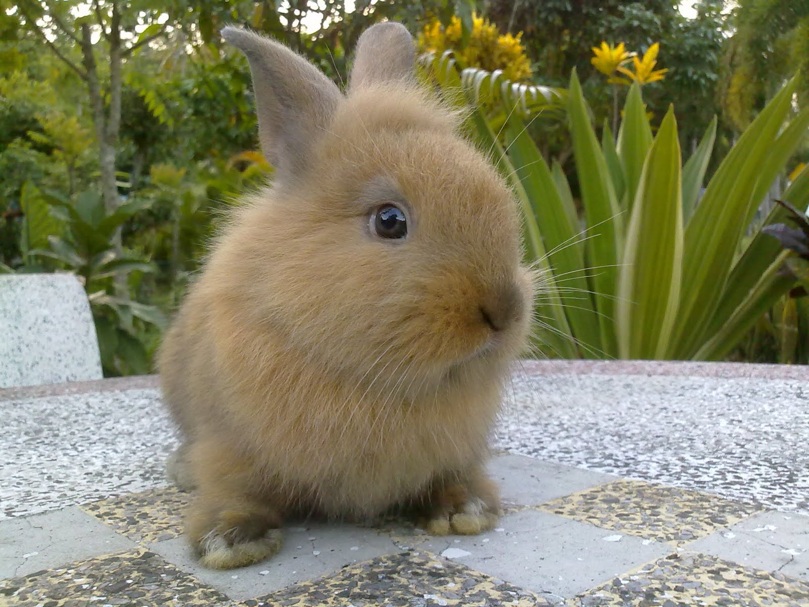 arnab kubang pasu kedah: ARNAB ANGORA KUBANG PASU HA110604