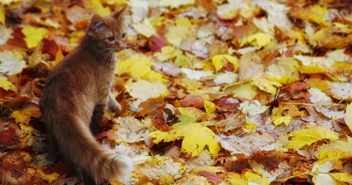 The Cat Knows Best: Kittens, Leaves, and Life Lessons