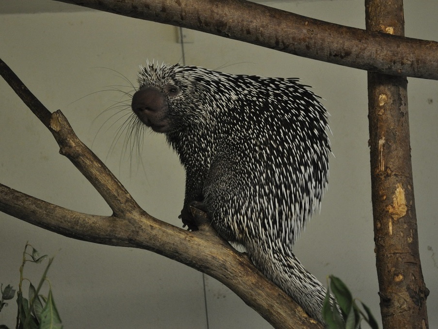 ZOOTOGRAFIANDO (6.100 ANIMALS): COENDÚ / BRAZILIAN PORCUPINE (Coendou ...