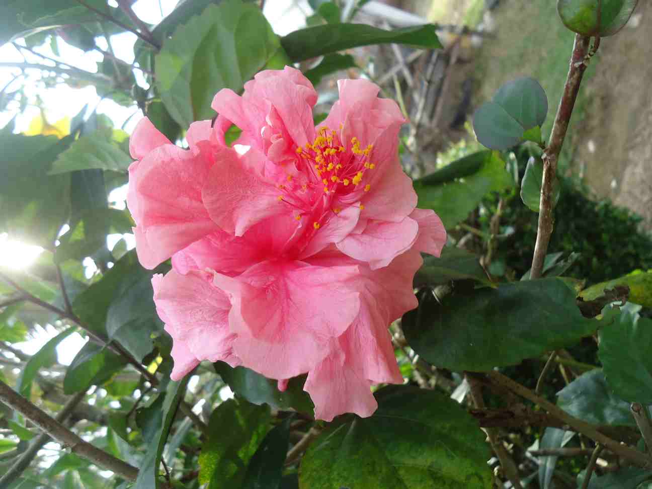 Bunga Sepatu Pink Romantis - Rumah Daun Muda