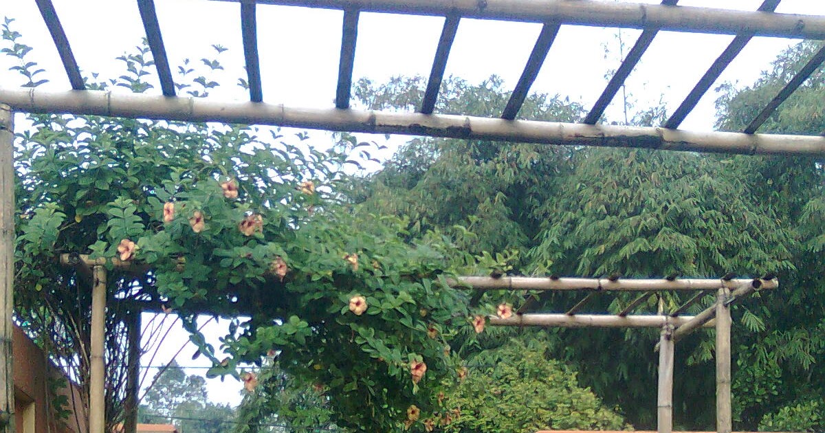 iNdAhNya BuNga: BUNGA ALAMANDA