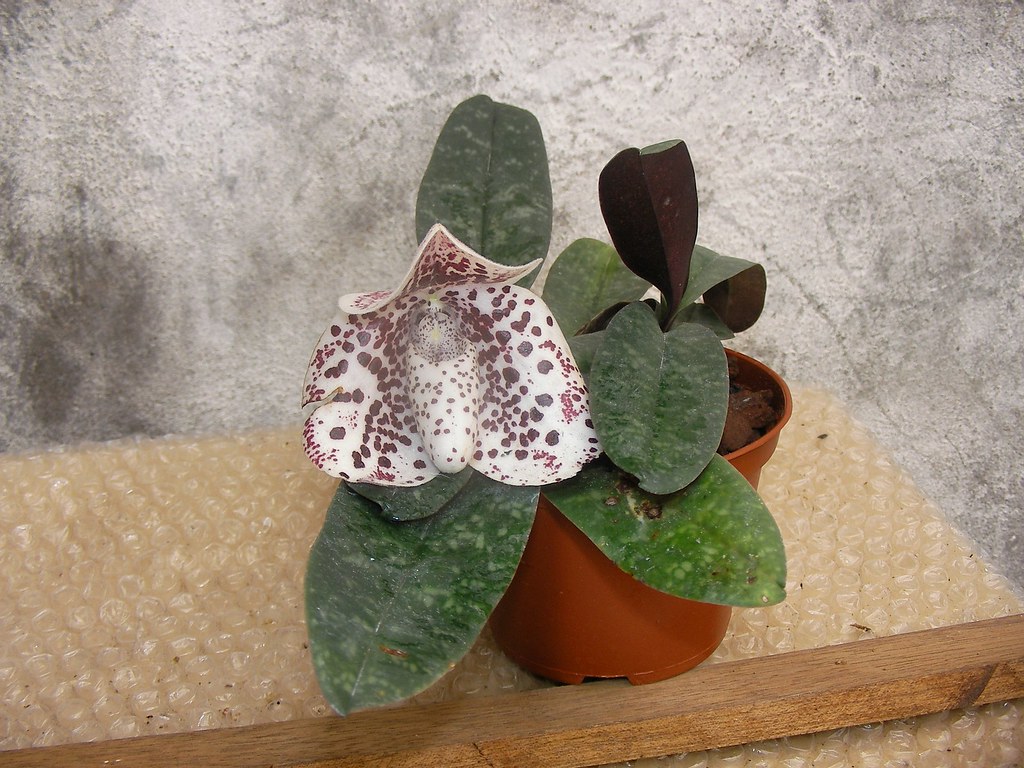 Paphiopedilum bellatulum care and culture | Travaldo's blog