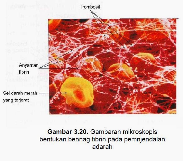 Keping Pembeku Darah ( Trombosit ) | Ilmu Kesehatan