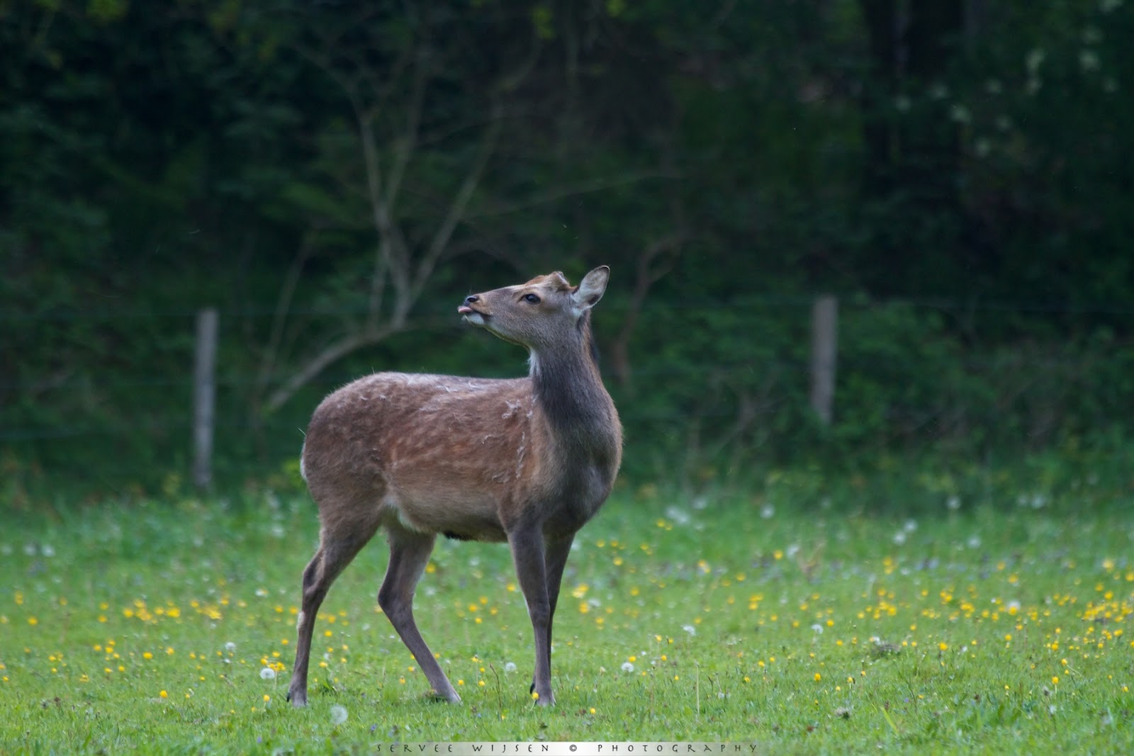 Servee Wijsen Photography: Einzelgänger.../ Loner...