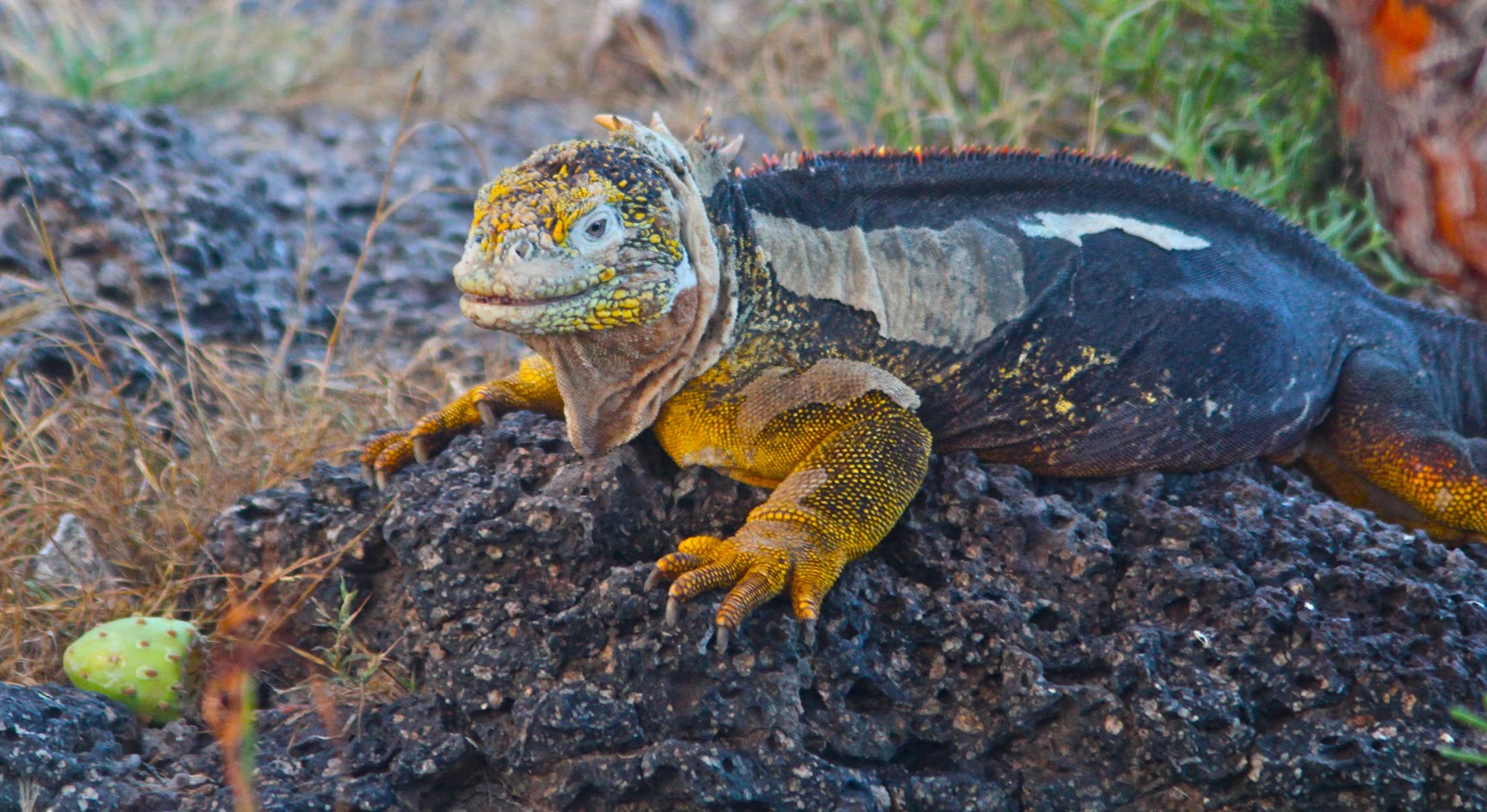 Nature Photography: Galapagos Reptiles & Turtles