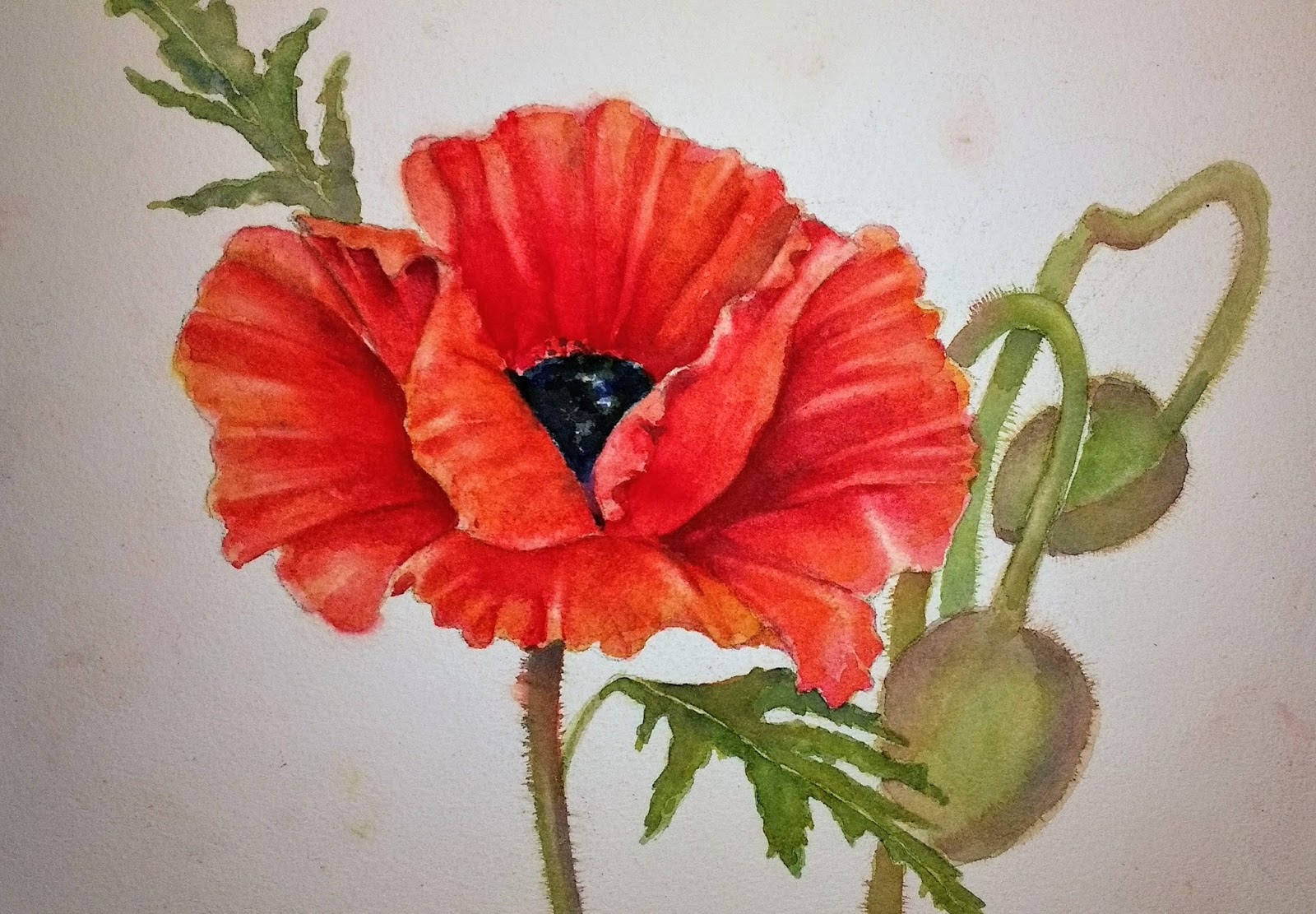 Oriental Poppy Drawing
