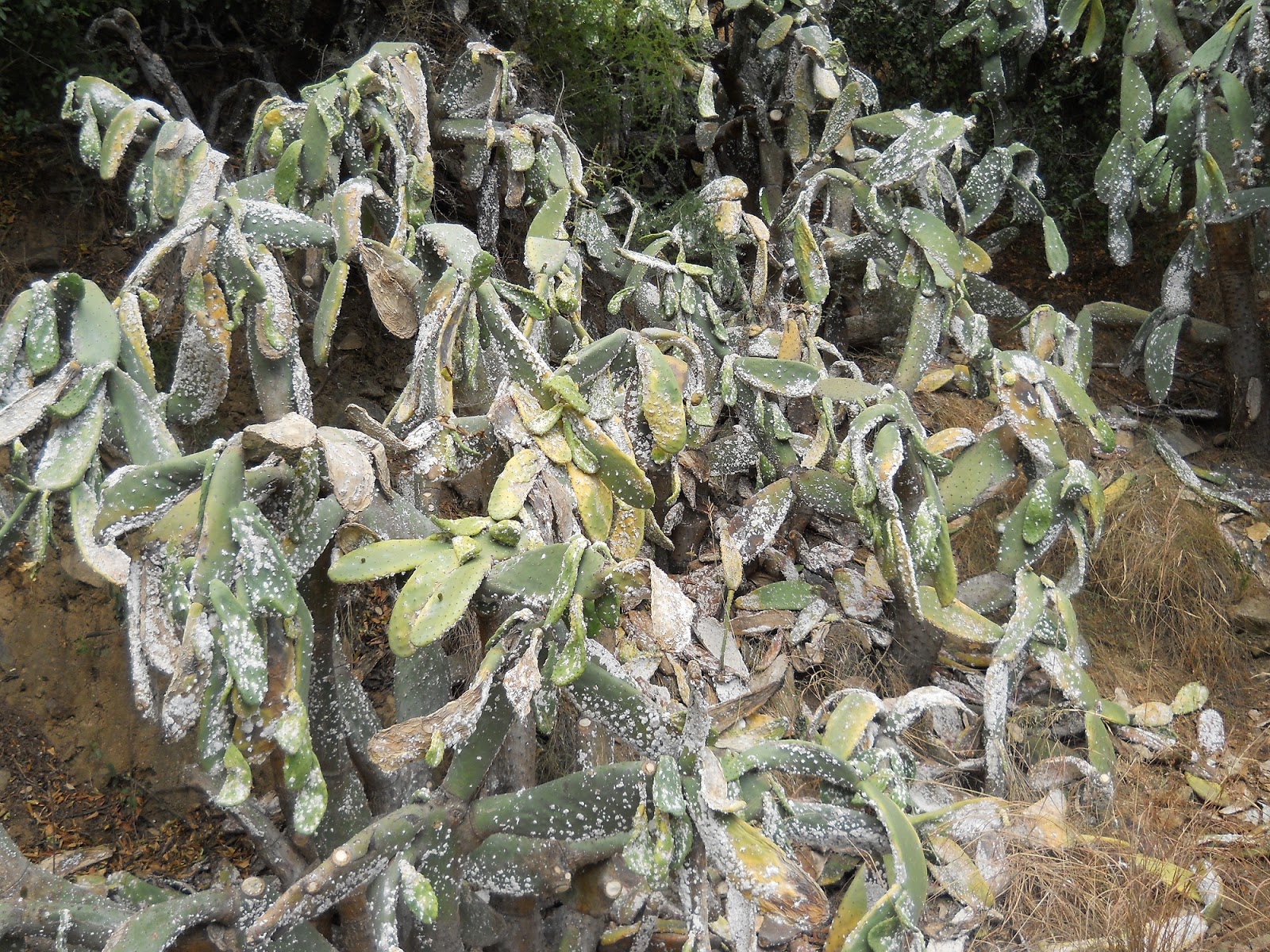 Plantas para hombres: Opuntia ficus-indica, chumbera
